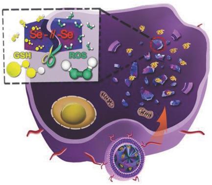 Bioinspired Diselenide‐Bridged Mesoporous Silica Nanoparticles for Dual ...