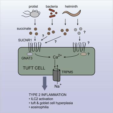 Detection of Succinate by Intestinal Tuft Cells Triggers a Type 2 ...