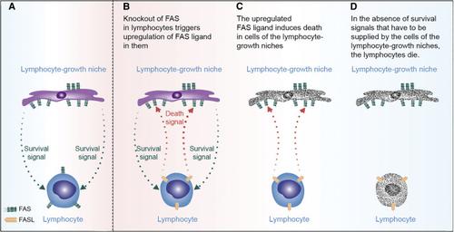 Programmed Cell Death in Immune Defense: Knowledge and Presumptions ...