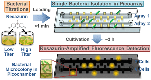 Simple and Precise Counting of Viable Bacteria by Resazurin-Amplified ...