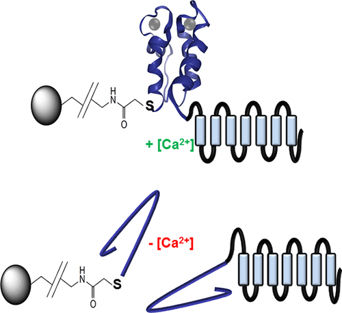 Simplifying G Protein-Coupled Receptor Isolation with a Calcium ...
