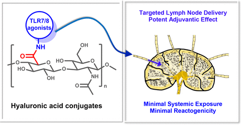 TLR7 / 8激动剂的透明质酸缀合物可靶向递送至次级淋巴组织。,Bioconjugate Chemistry - X-MOL