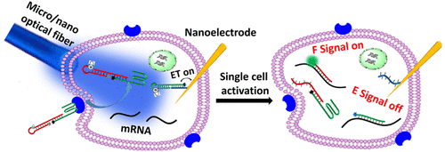 Photoactivated Specific mRNA Detection in Single Living Cells by ...