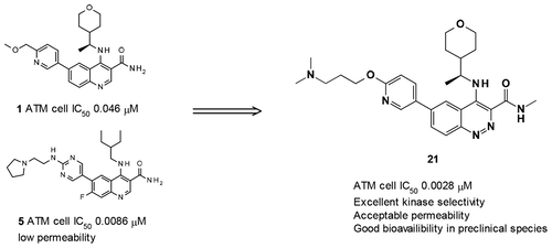 Discovery of a Series of 3-Cinnoline Carboxamides as Orally ...