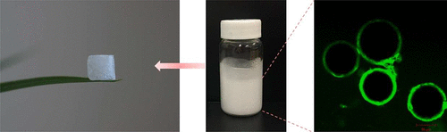 Chitin Nanofibrils to Stabilize Long-Life Pickering Foams and Their ...