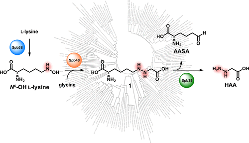 Discovery of an unprecedented hydrazine-forming machinery in bacteria ...