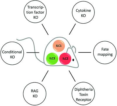 Mouse models for the study of fate and function of innate lymphoid ...