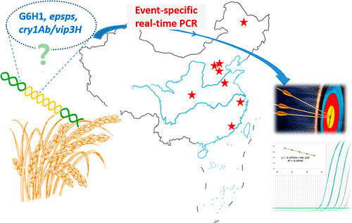 Development and Interlaboratories Validation of Event-Specific Quantitative Real-Time PCR Method ...