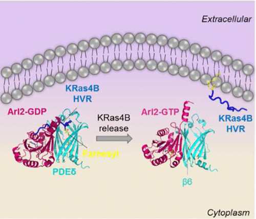Arl2 介导的穿梭因子 PDEδ 中法尼基化 KRas4B 的变构释放,The Journal of Physical Chemistry ...