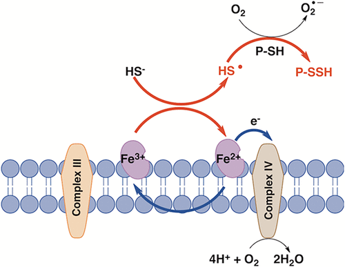 Cytochrome c Reduction by H2S Potentiates Sulfide Signaling.,ACS ...