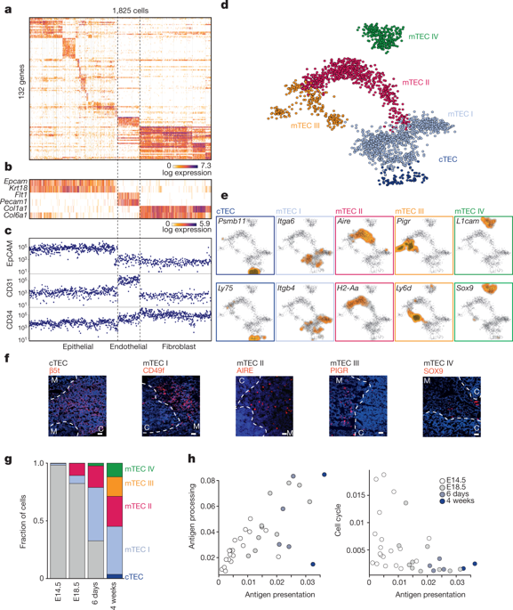 Single-cell mapping of the thymic stroma identifies IL-25-producing ...