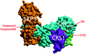 Chemical probes of Skp2-mediated p27 ubiquitylation and degradation,RSC ...