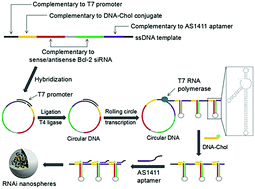 Self-assembled RNAi nanoflowers via rolling circle transcription for ...