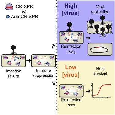噬菌体合作抑制CRISPR-Cas3和Cas9免疫力。,Cell - X-MOL