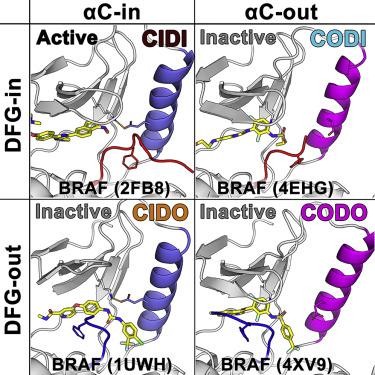 通过机器学习重新定义蛋白质激酶构象空间,Cell Chemical Biology - X-MOL