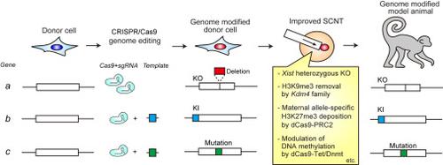 Somatic Cell Nuclear Transfer Reprogramming: Mechanisms and ...