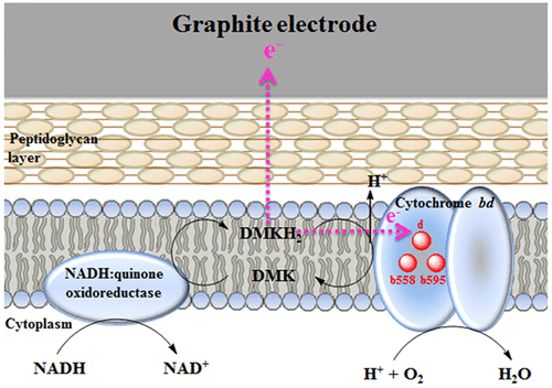Extracellular Electron Transfer by the Gram-Positive Bacterium ...