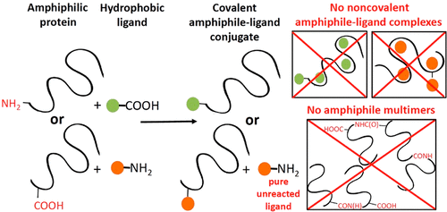 两亲蛋白在有机溶剂中与疏水配体的结合,Bioconjugate Chemistry - X-MOL