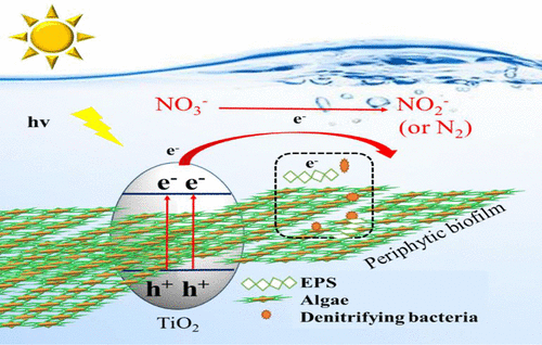 A New Concept of Promoting Nitrate Reduction in Surface Waters ...