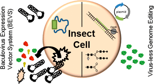 The Coming Age of Insect Cells for Manufacturing and Development of ...
