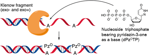 Deoxynucleoside Triphosphate Containing Pyridazin-3-one Aglycon as a ...