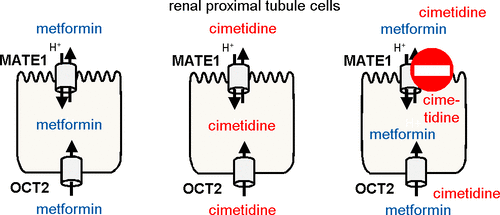 Importance of OCT2 and MATE1 for the Cimetidine–Metformin Interaction ...
