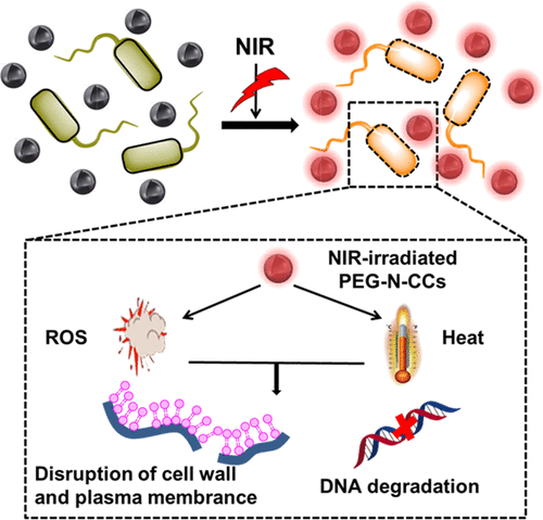 Mechanistic Insight into the Light-Irradiated Carbon Capsules as an ...