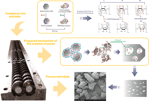Porous Starch-Based Material Prepared by Bioextrusion in the Presence ...