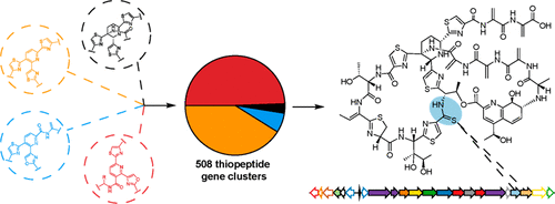 Bioinformatic expansion and discovery of thiopeptide antibiotics ...