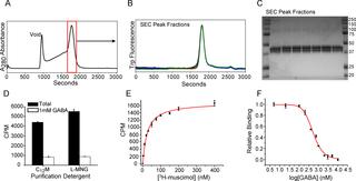 用于结构研究的功能性异聚 GABAA 受体的表达和纯化,PLOS ONE - X-MOL