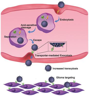 Acid‐Responsive Transferrin Dissociation and GLUT Mediated Exocytosis ...