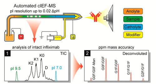 High Resolution Capillary Isoelectric Focusing Mass Spectrometry ...