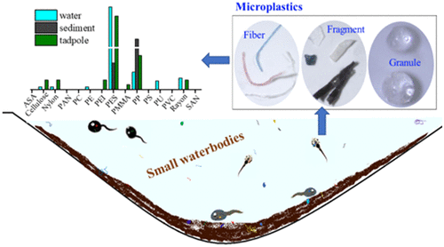 Microplastics in Small Waterbodies and Tadpoles from Yangtze River ...