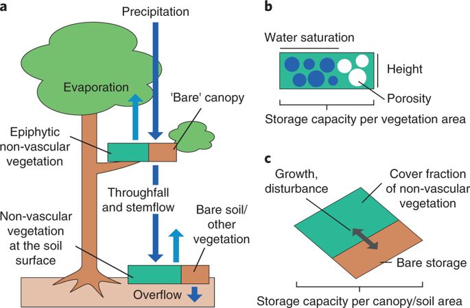 Significant contribution of non-vascular vegetation to global rainfall ...
