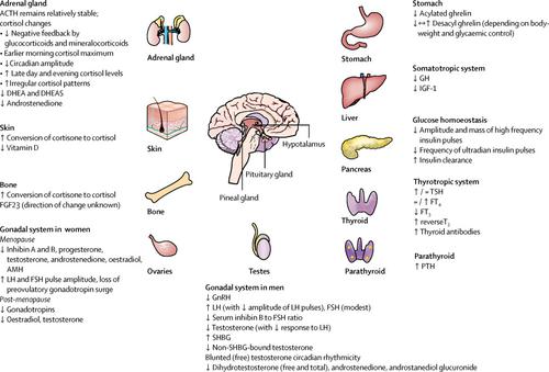 The physiology of endocrine systems with ageing.,The Lancet - X-MOL
