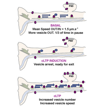 神经元活性和细胞内钙水平调节新合成的AMPAR的细胞内运输。,Cell Reports - X-MOL
