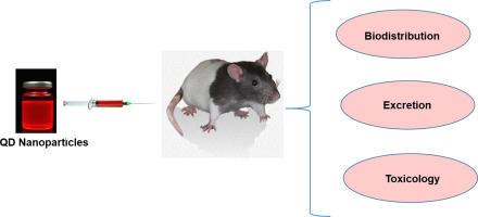 In vivo biodistribution and toxicology studies of cadmium-free indium ...