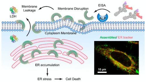 Enzymatic Assemblies Disrupt Membrane and Target Endoplasmic Reticulum ...