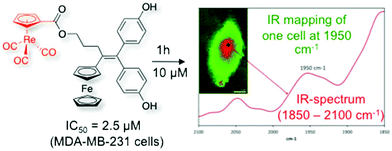 Ferrocifens labelled with an infrared rhenium tricarbonyl tag ...
