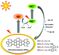 Photoexcited perylene diimide radical anions for the reduction of aryl ...