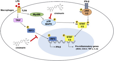 Cirsimarin, a flavone glucoside from the aerial part of Cirsium ...