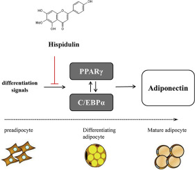 Hispidulin inhibits adipogenesis in 3T3-L1 adipocytes through PPARγ ...