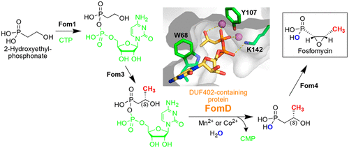 Biochemical and Structural Analysis of FomD That Catalyzes the ...
