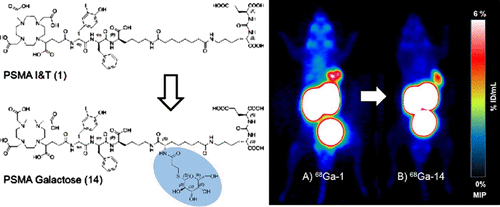 碳水化合物对治疗诊断示踪剂 PSMA I&T 的影响,ACS Omega - X-MOL