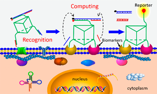 Engineering a 3D DNA-Logic Gate Nanomachine for Bispecific Recognition ...