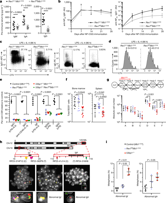 53BP1 cooperation with the REV7–shieldin complex underpins DNA ...