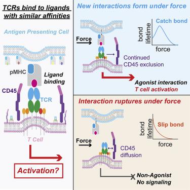 Isolation of a Structural Mechanism for Uncoupling T Cell Receptor ...