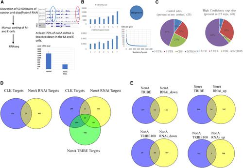 NonA and CPX Link the Circadian Clockwork to Locomotor Activity in ...