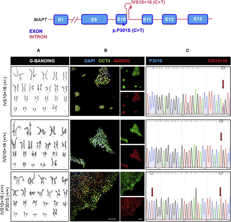Genetically Engineered iPSC-Derived FTDP-17 MAPT Neurons Display ...