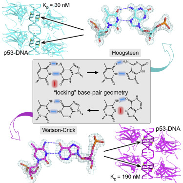 DNA形状在p53蛋白识别中的作用的新见解。,Structure - X-MOL